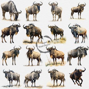 Majestic Wildebeest Clipart Set | 20 Realistic Gnu Illustrations ...