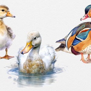 20 Realistic Watercolor Duck Clipart Set | Digital Prints ...