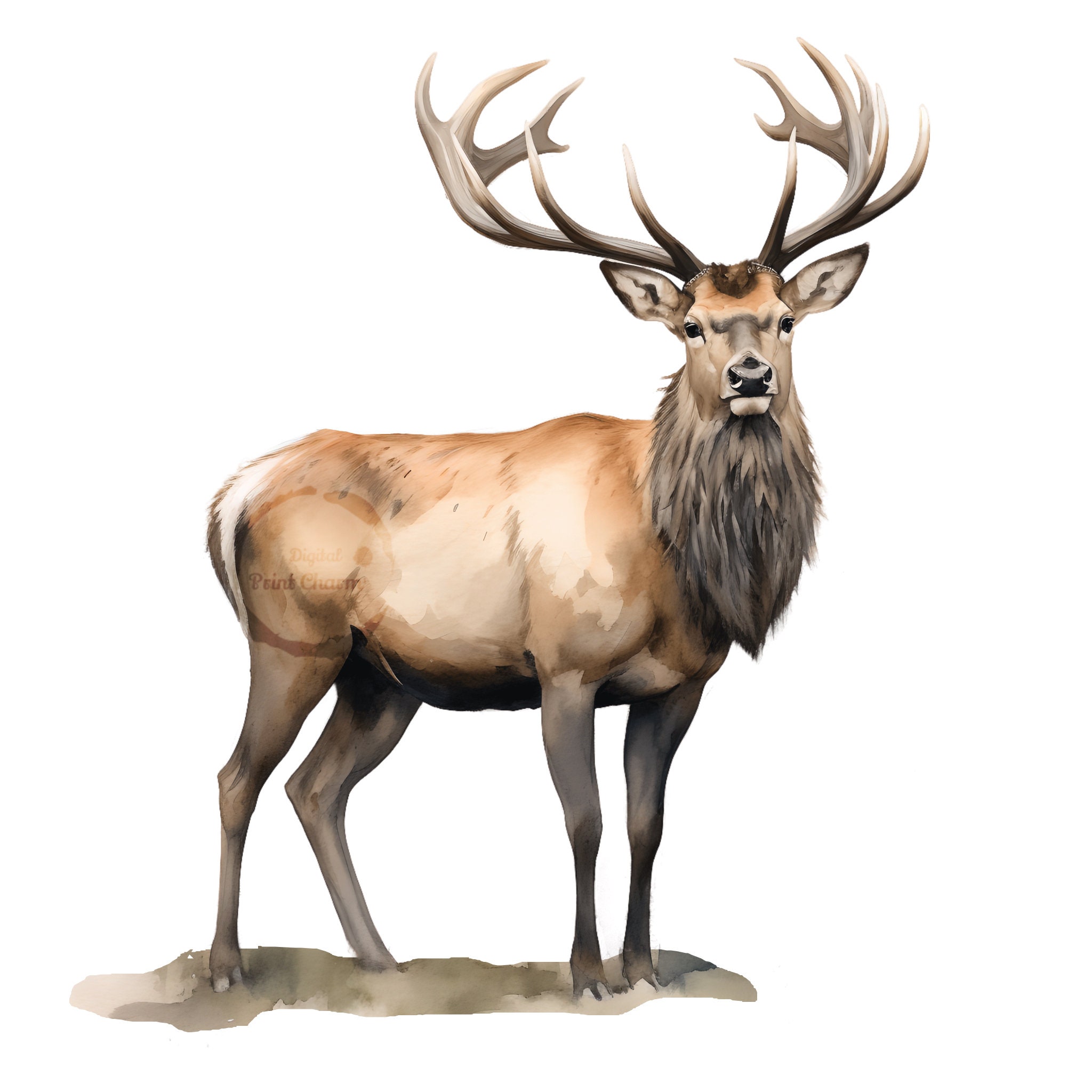 Realistic Elk Clipart 16 Watercolor Prints Artistic Bundle Perfect for ...