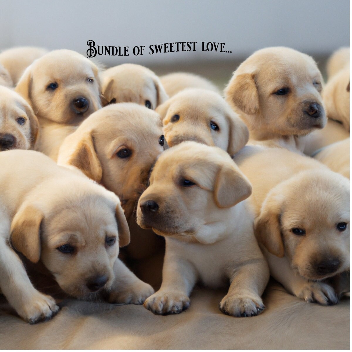 Digital Download | Lovely Labrador Puppies - Etsy