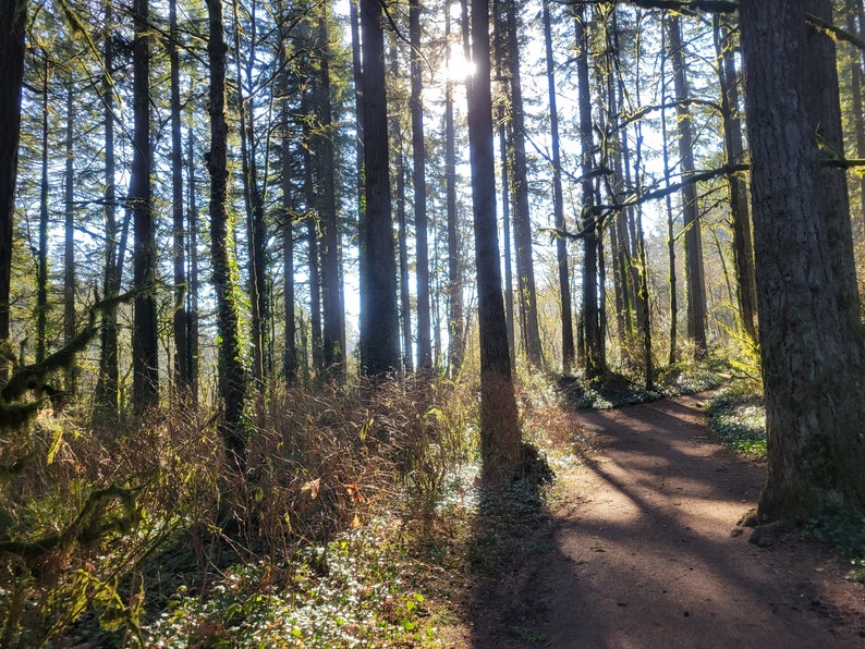 Forrest Path in Line Art Coloring Page - Etsy