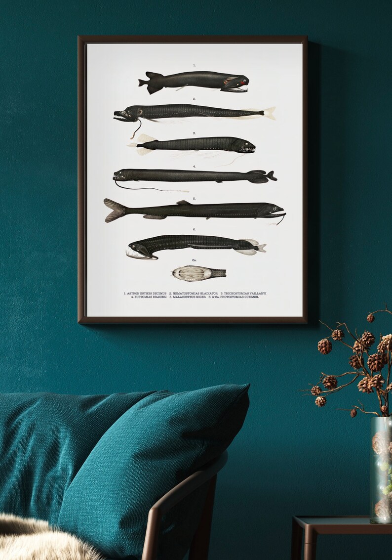 Black Fish Scientific Illustration Wall Art [satin Finish ...