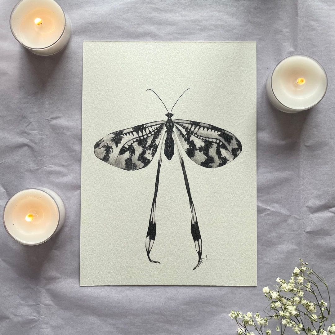 Spoonwing Lacewing Art Print Bug Art Print Bug Artwork Bug - Etsy