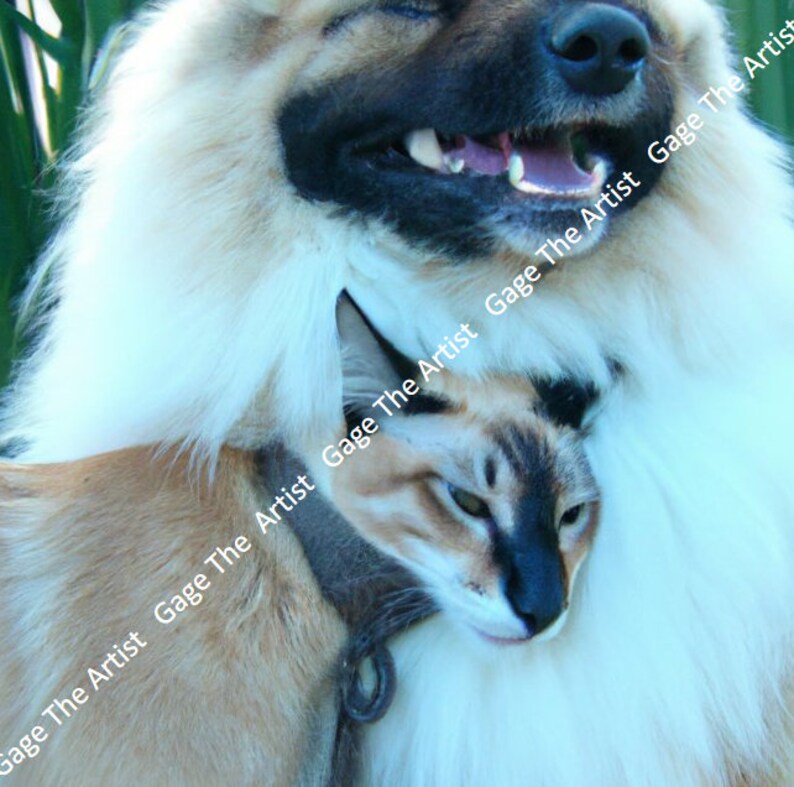 Dog Hugging Siamese Cat - Etsy