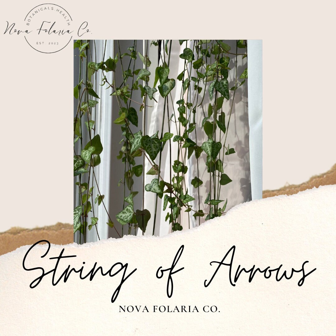 Live 'string of Arrows' Plant Cutting - Ceropegia Woodii - Etsy