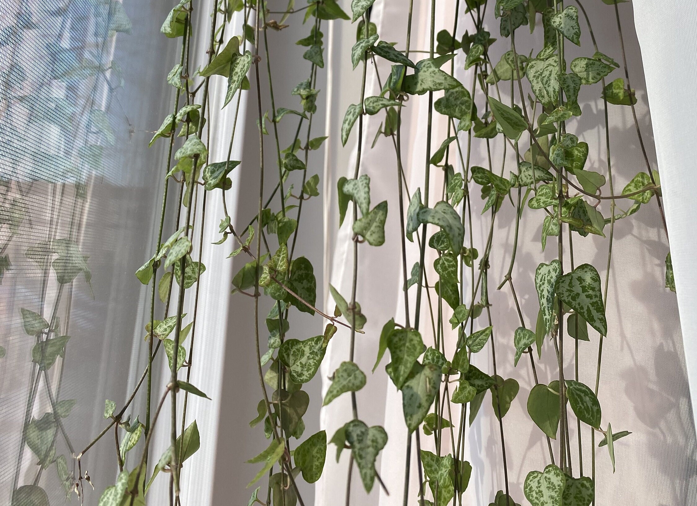 Live 'string of Arrows' Plant Cutting Ceropegia Woodii - Etsy