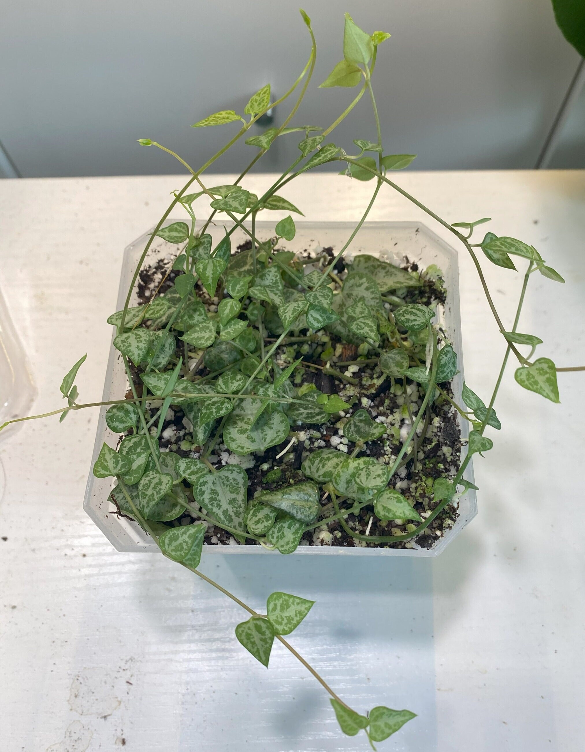 Live 'string of Arrows' Plant Cutting Ceropegia Woodii - Etsy