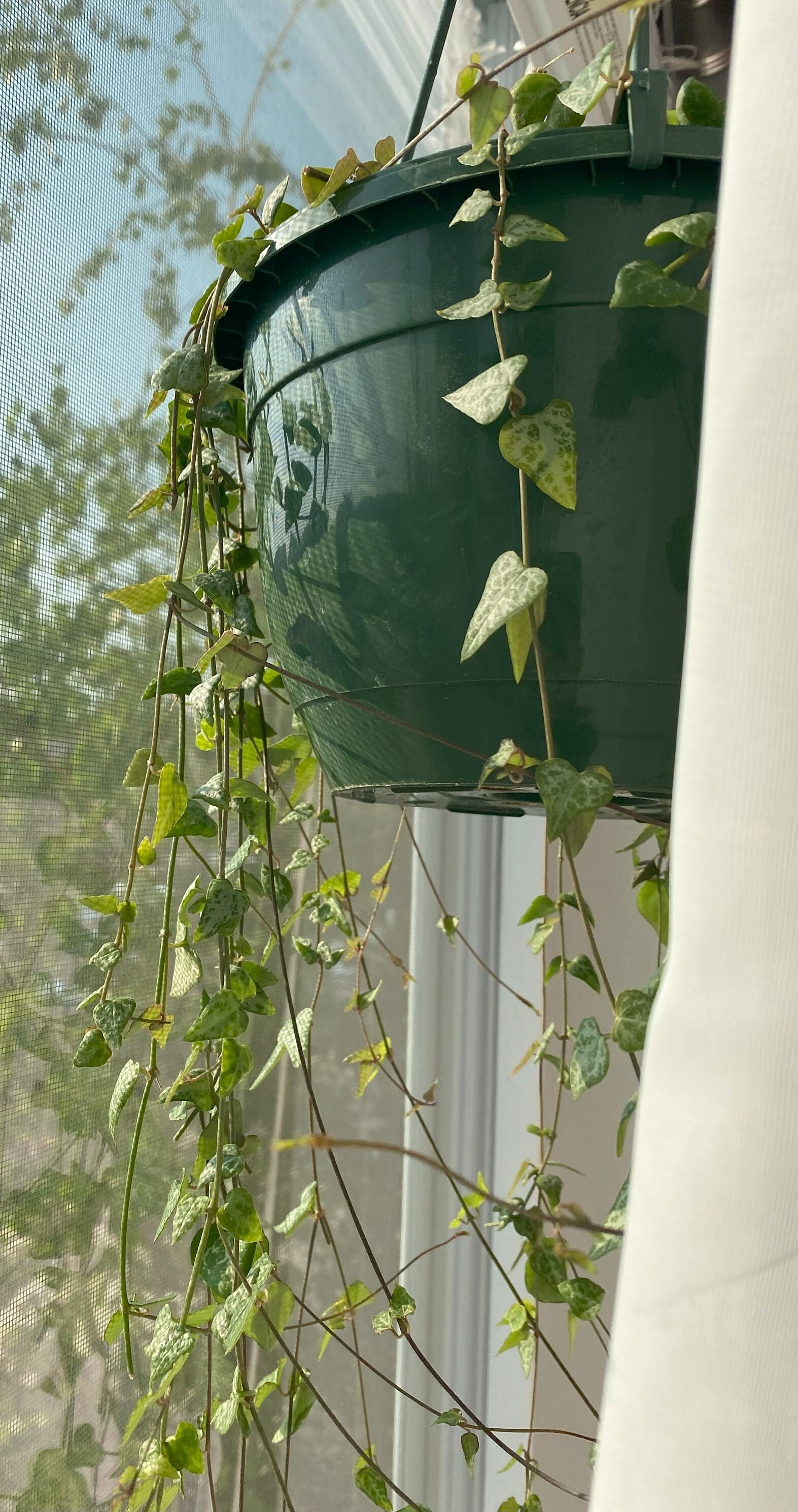 Live 'string of Arrows' Plant Cutting Ceropegia Woodii - Etsy