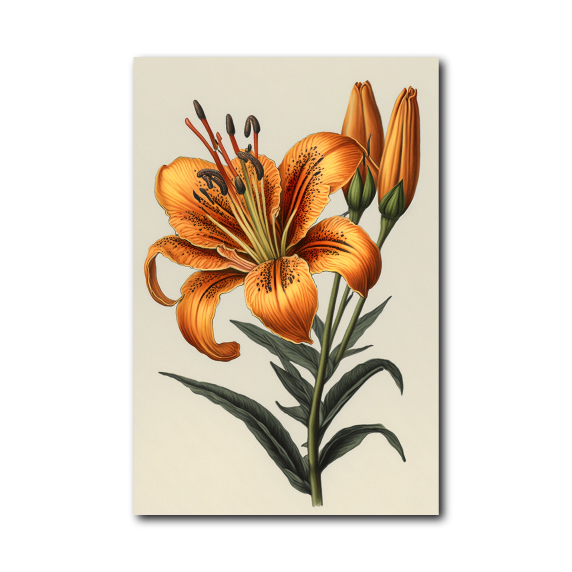 Orange Tiger Lily Drawing