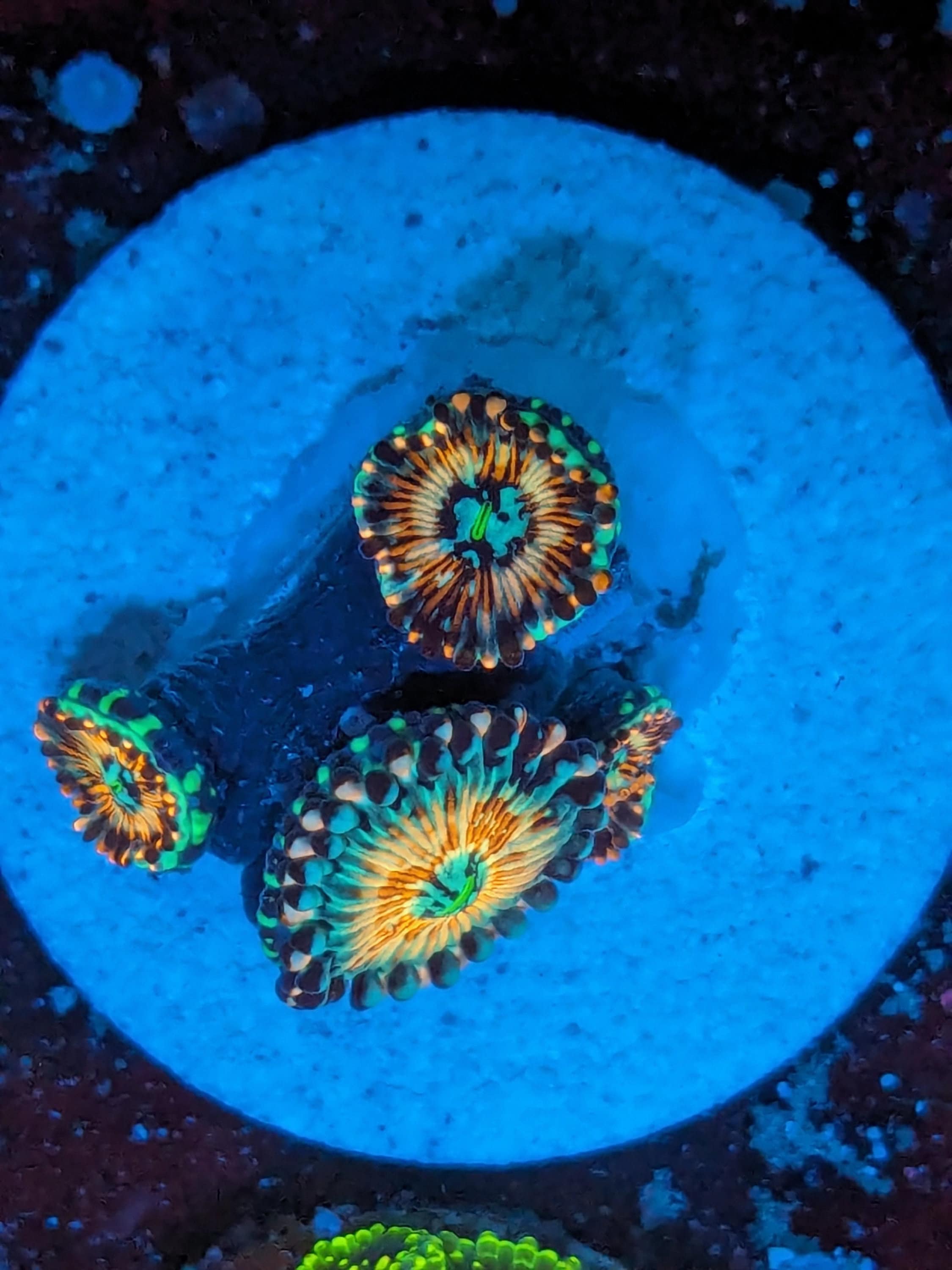 White Zombie Zoa Colony WYSIWYG - Etsy