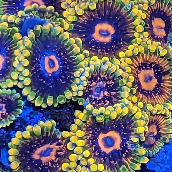 Zoanthids - Etsy