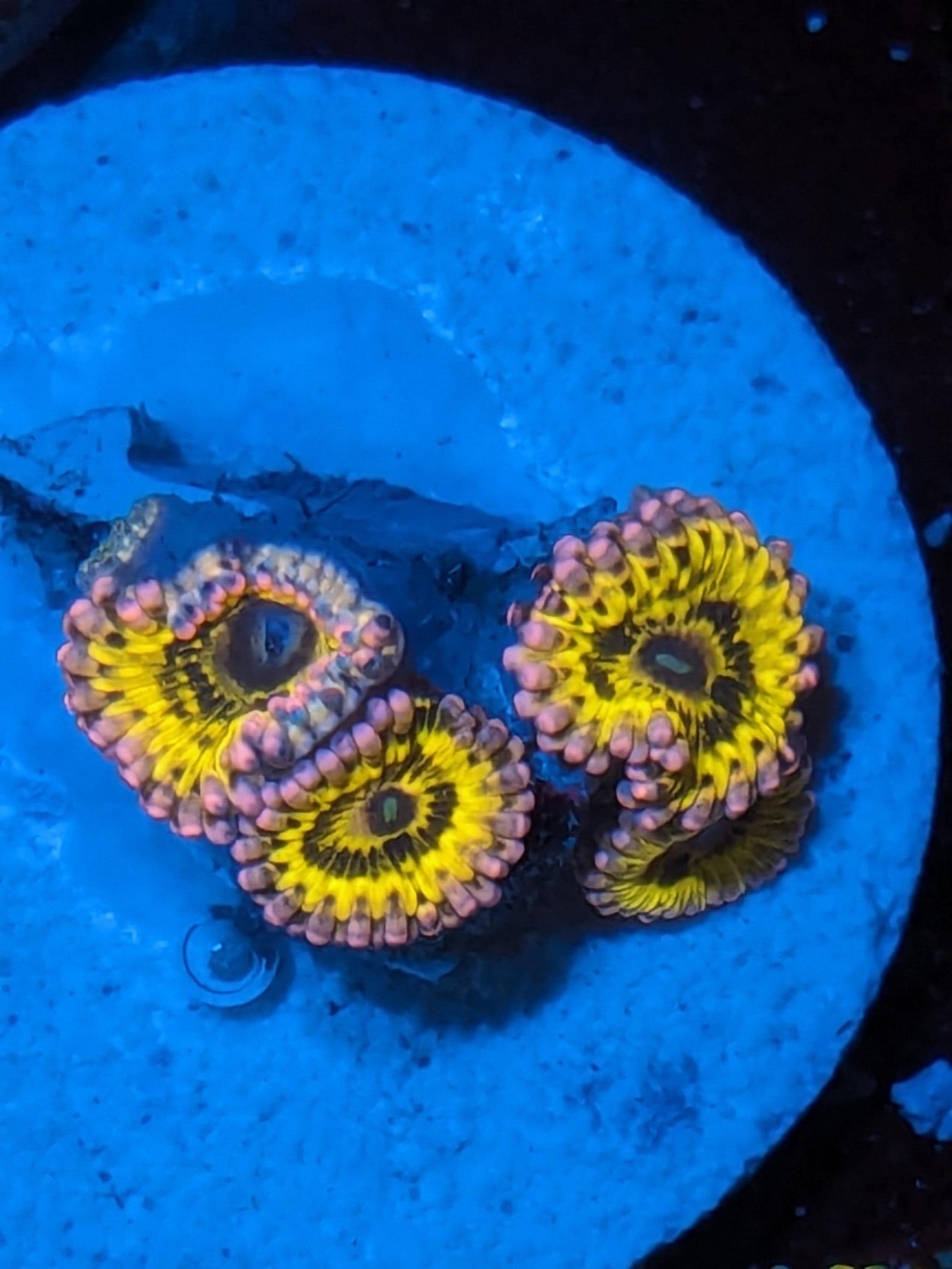 Stratocasters Zoa Colony WYSIWYG - Etsy