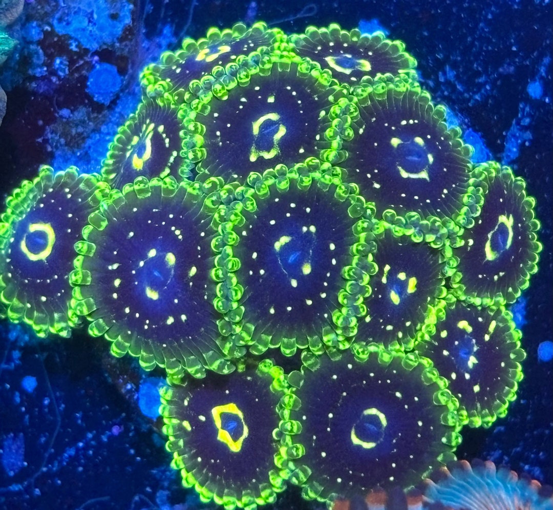 Exosphere Zoa Colony WYSIWYG - Etsy