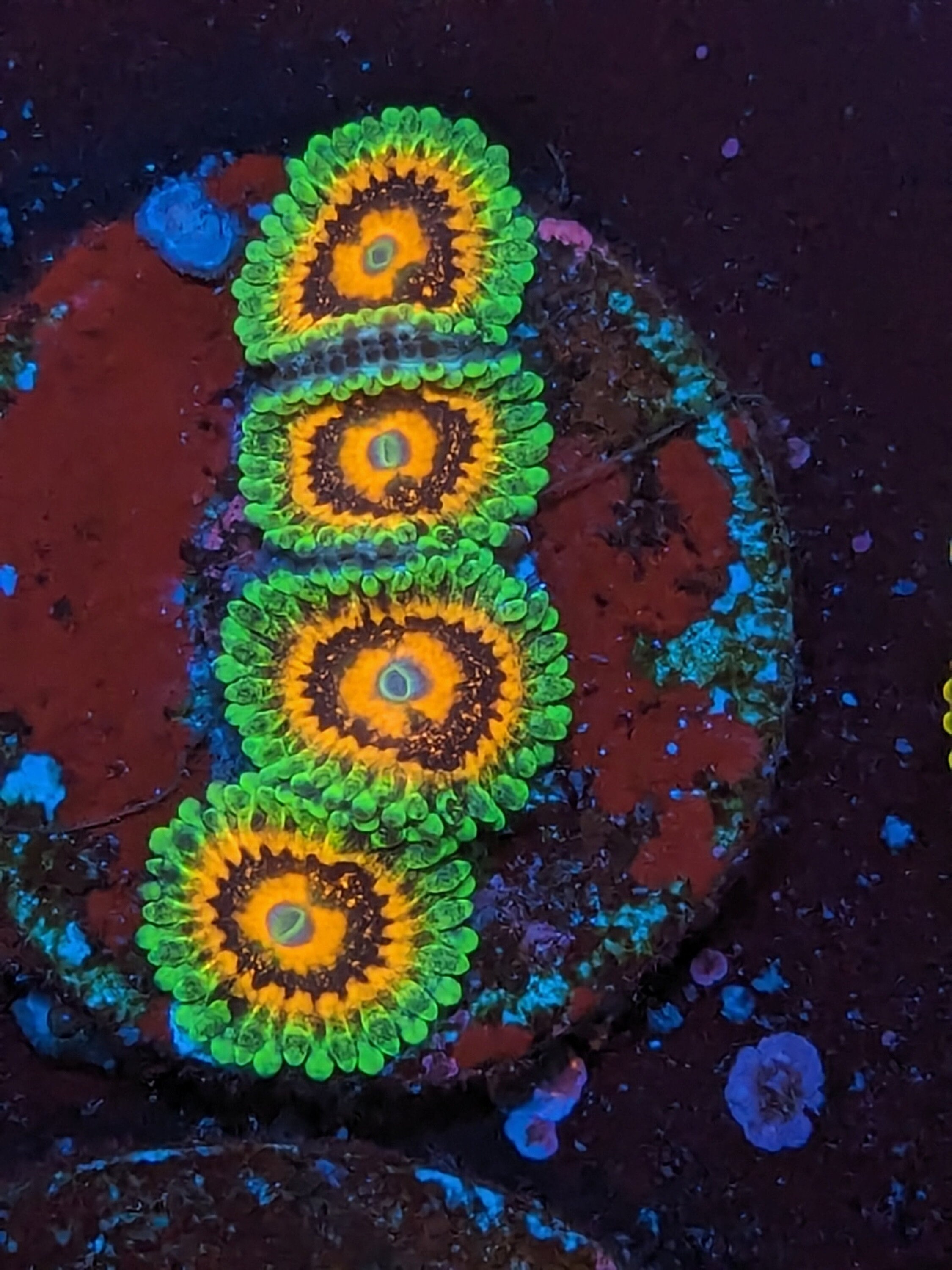 Rainbow Incinerator Zoa Colony WYSIWYG - Etsy