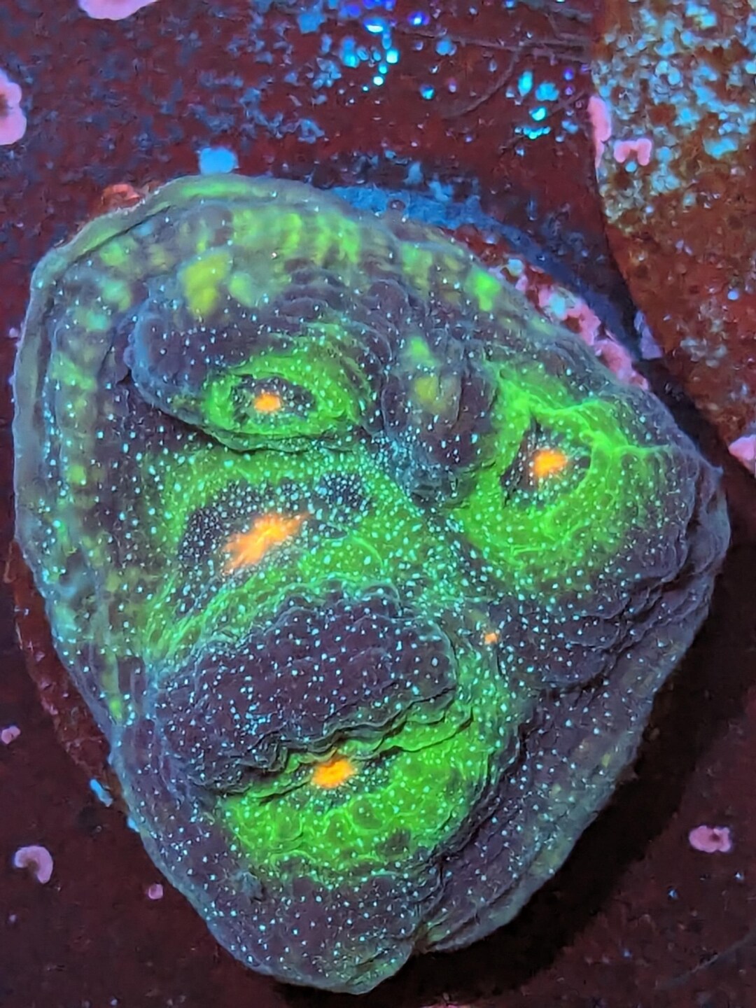 Space Candy Chalice WYSIWYG - Etsy