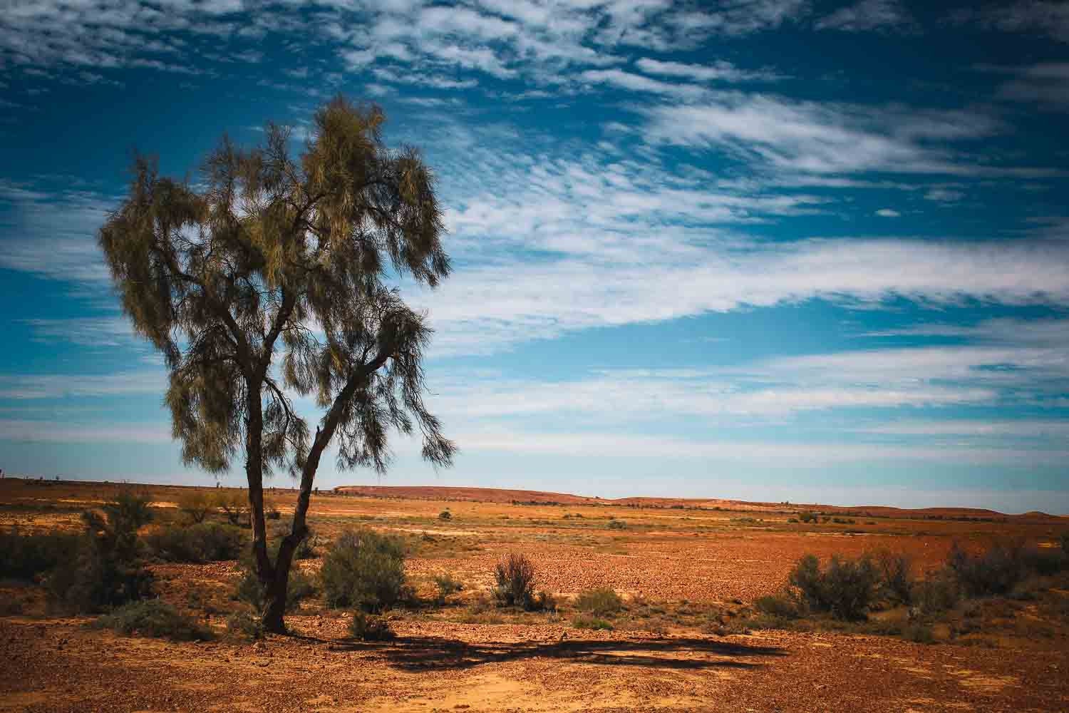 2. Printable Wall Art One of Australia's Rarest Plants, the Waddi Tree ...