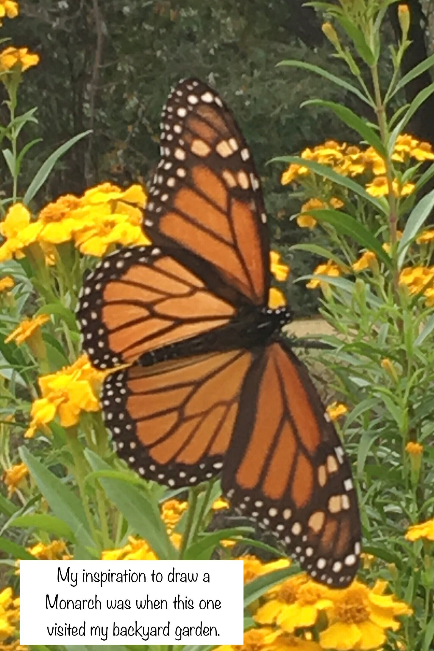 Monarch Butterfly Journal, Unique Notebook With Butterfly Art, Nature ...