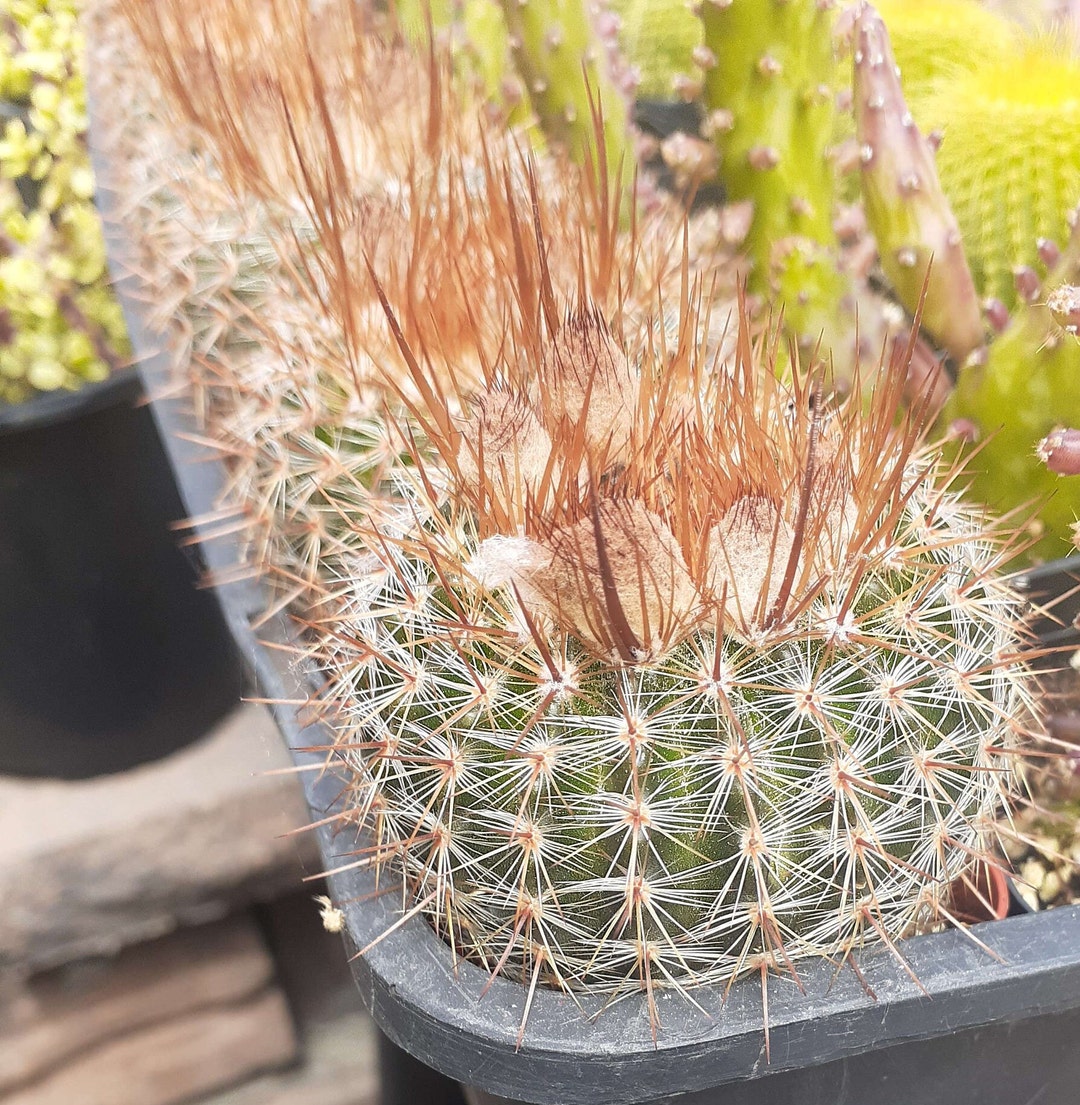 2" Parodia Rutilans [rutilan's Cactus] - Etsy