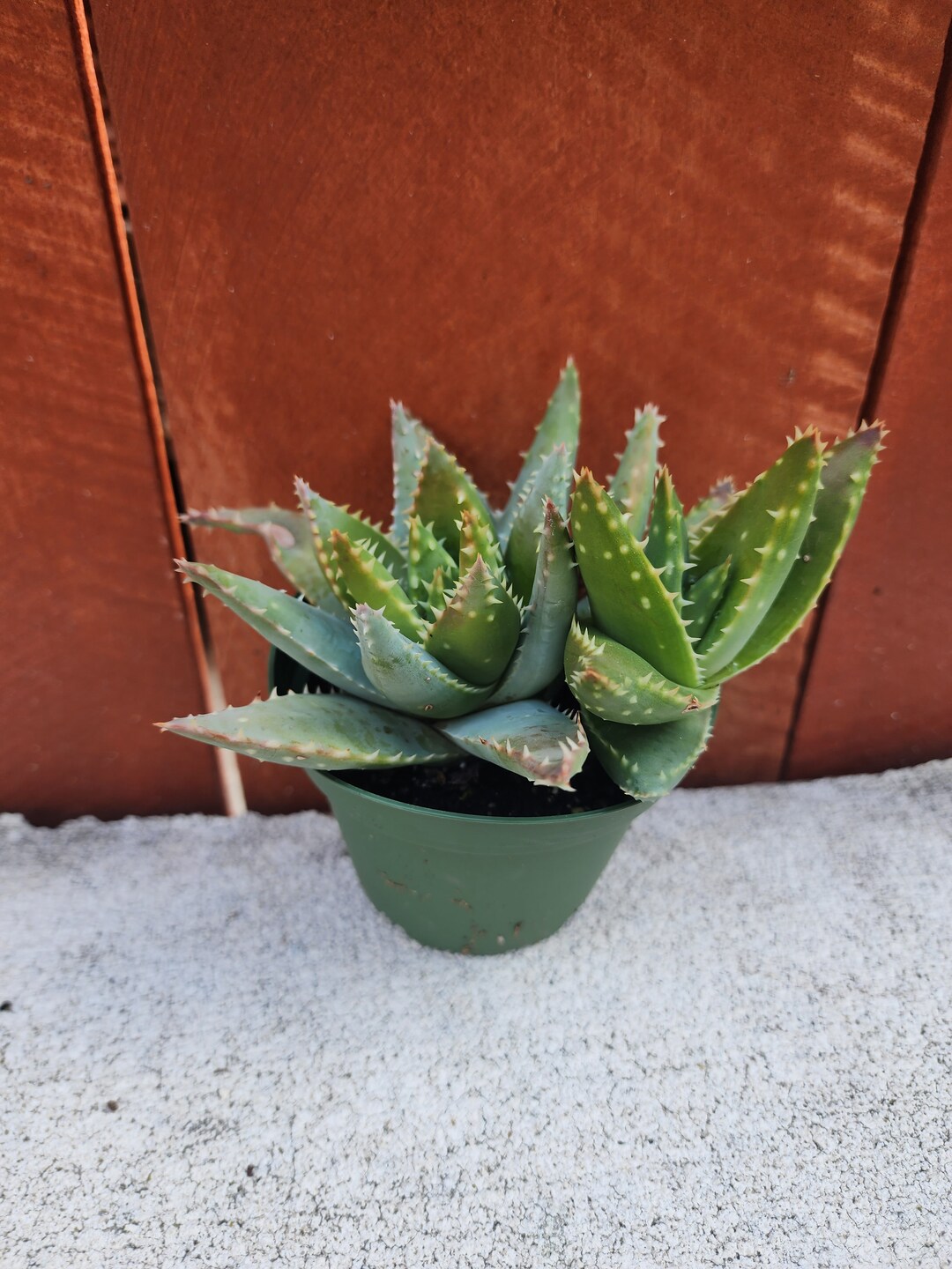 3" Aloe Brevifolia [crocodile Plant] - Etsy