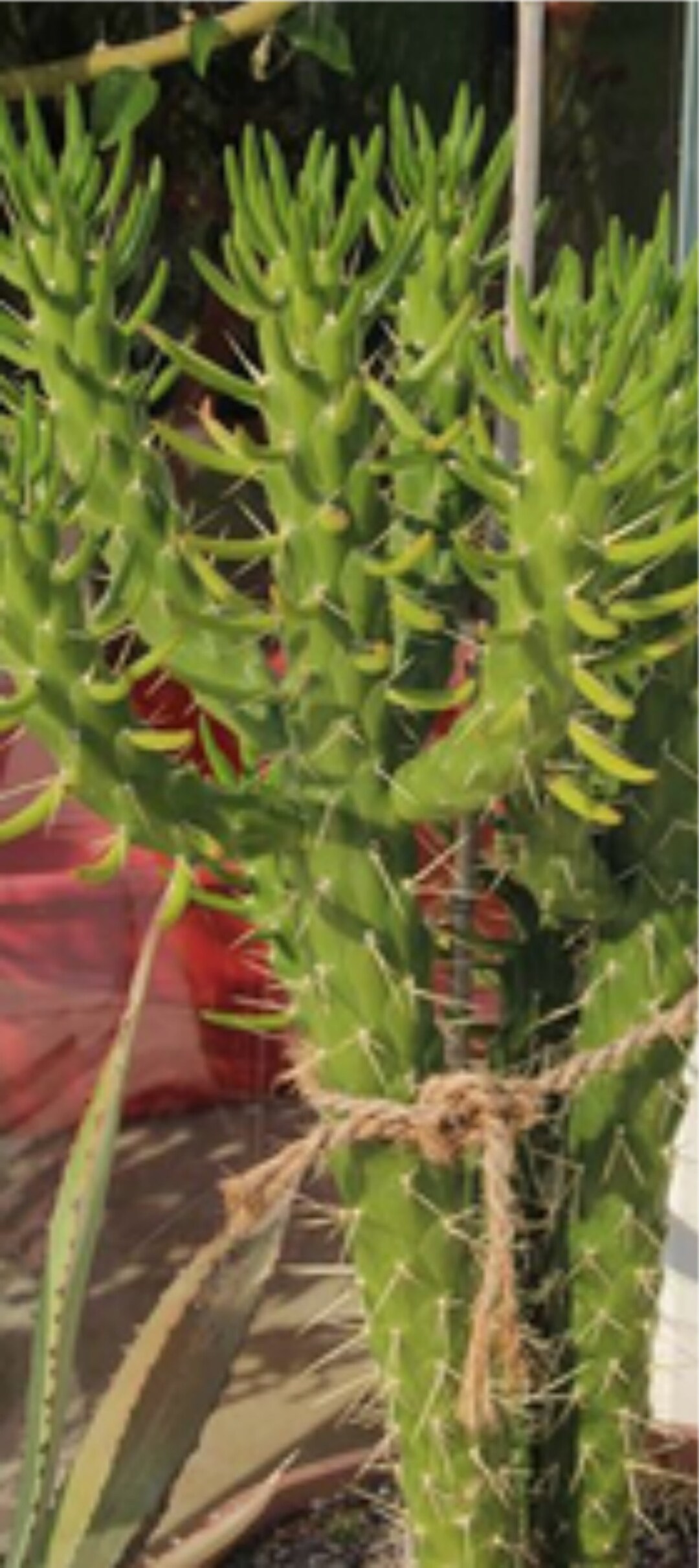 6" [eves Pin Cactus] Austrocylindropuntia Subulata - Etsy