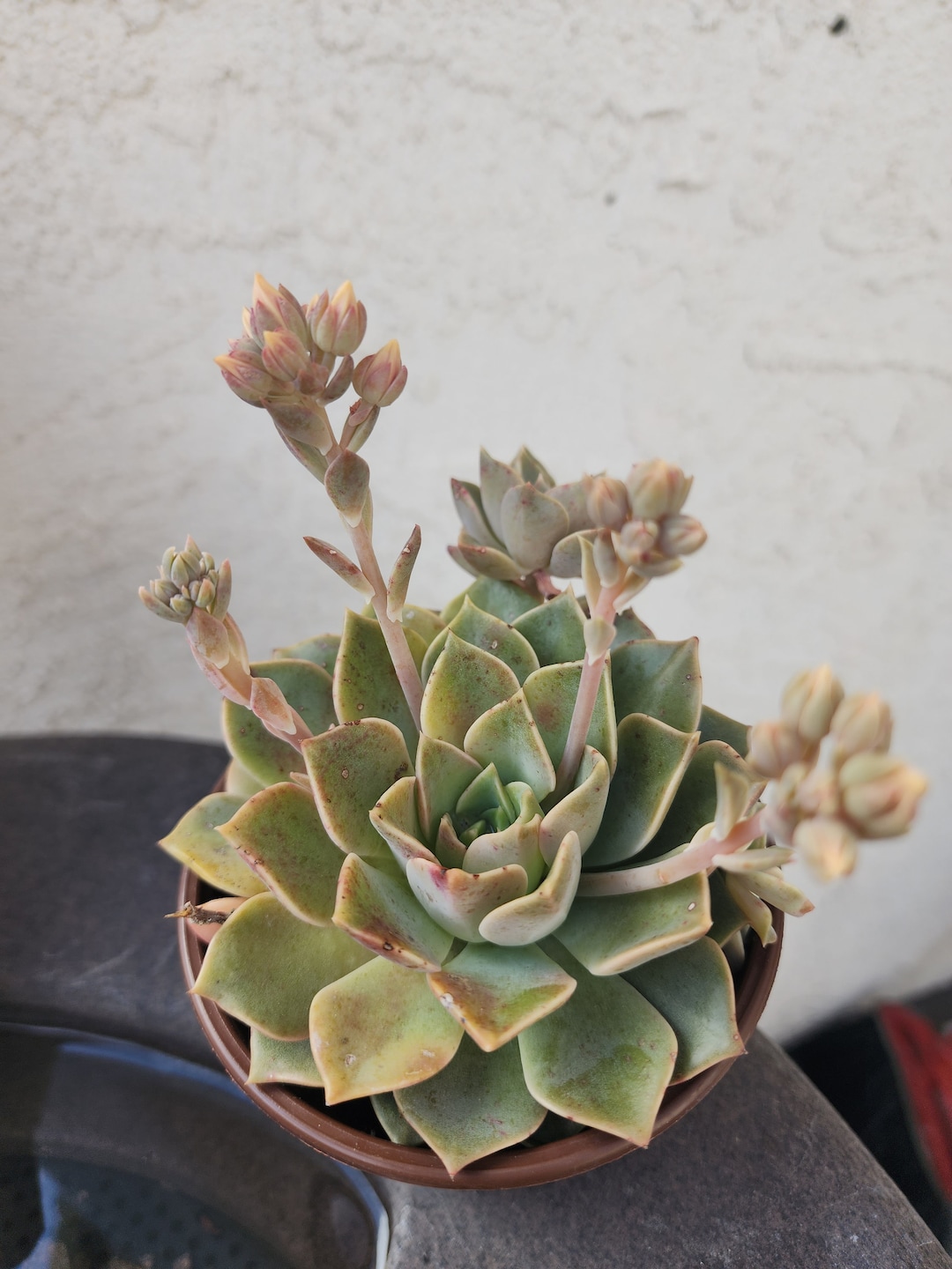 Echeveria Hybrid [taciveria Tasha] - Etsy