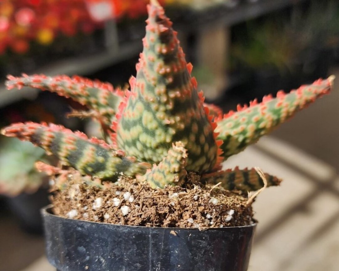 4" Aloe Hybrid [firecracker] - Etsy