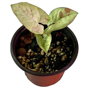 Syngonium Milk Confetti - Small - Etsy