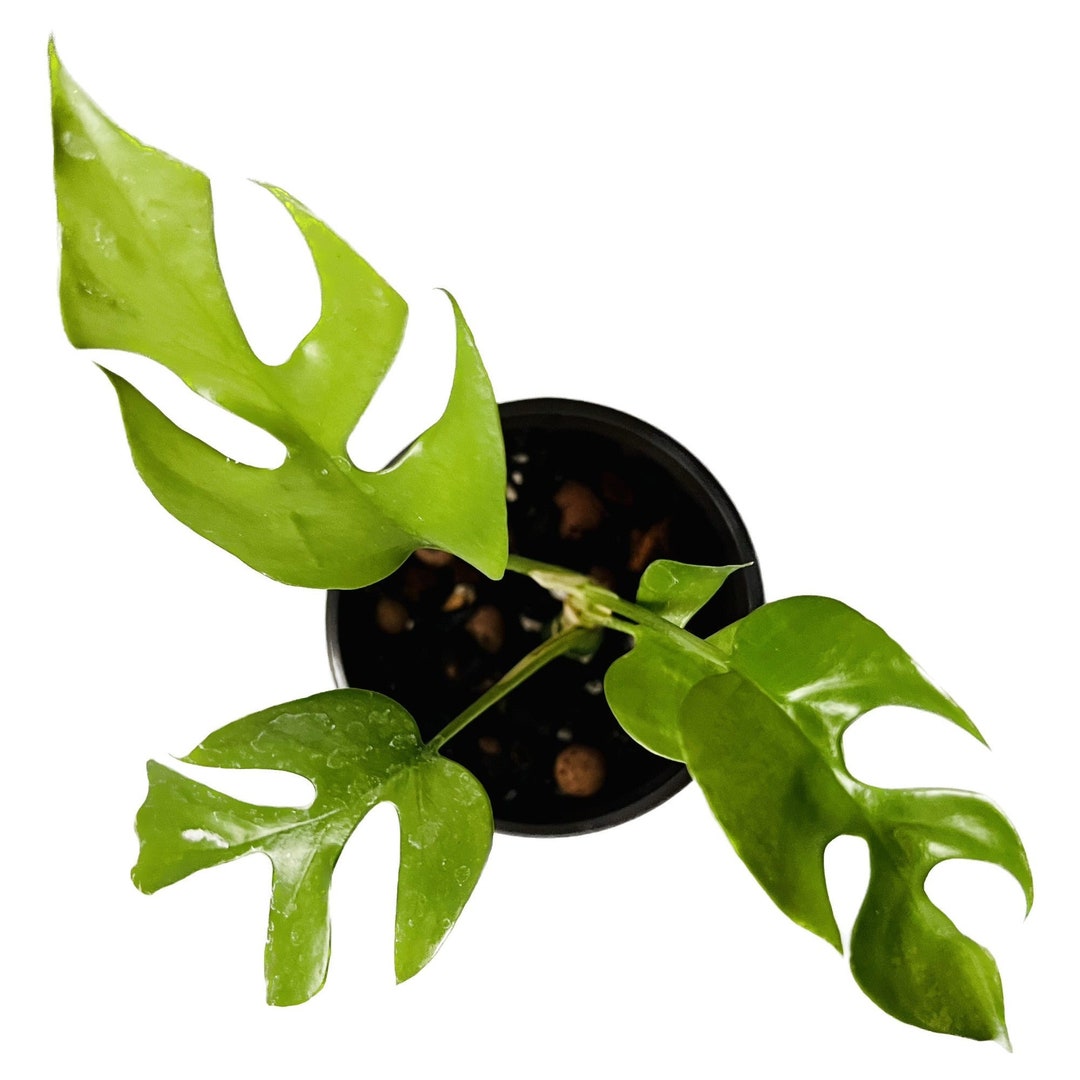 Mini Monstera - Small - Etsy