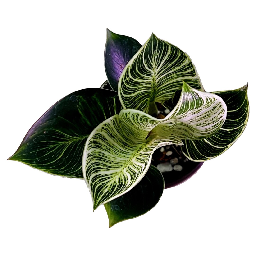Philodendron Birkin - Small - Etsy