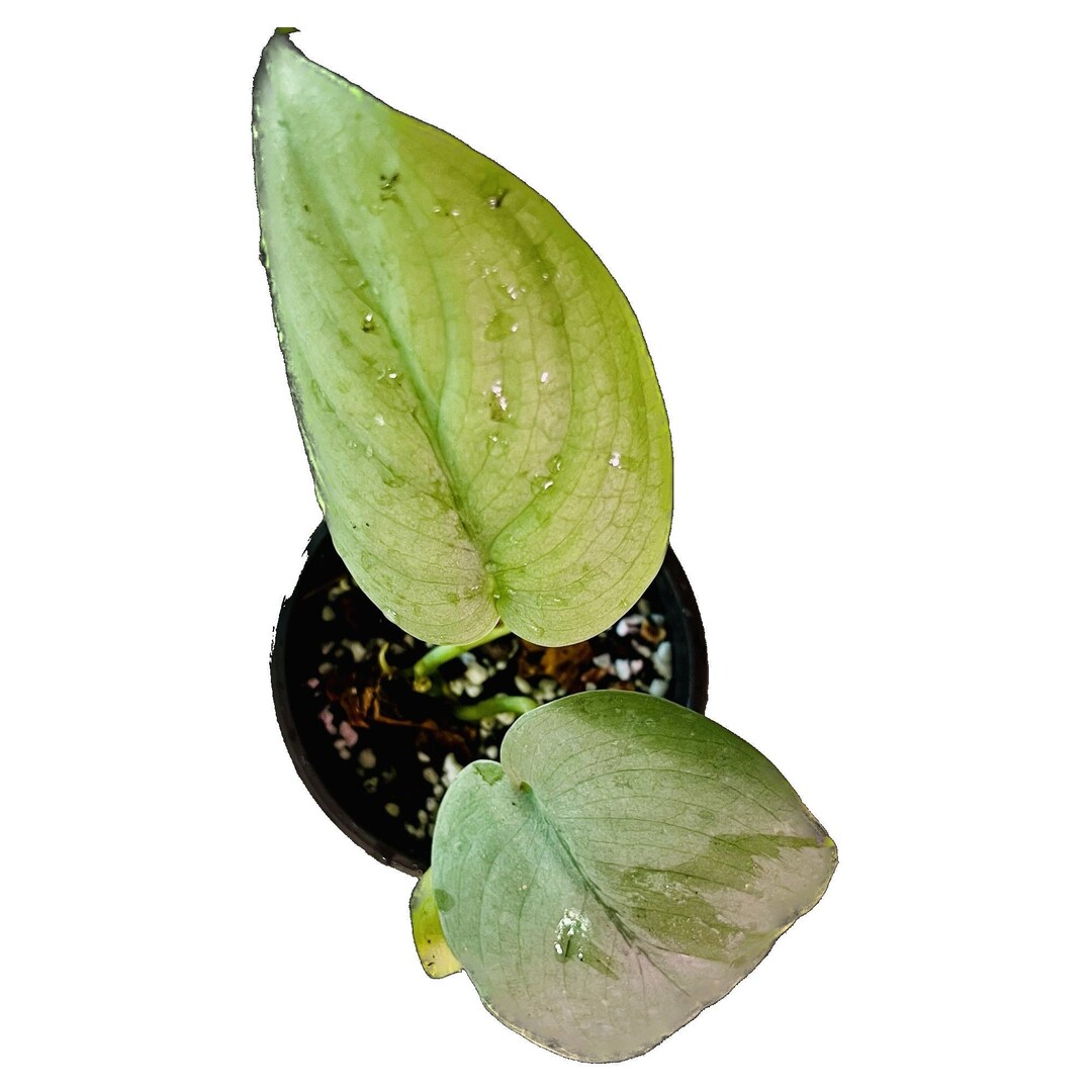 Scindapsus Silver Platinum - Small - Etsy
