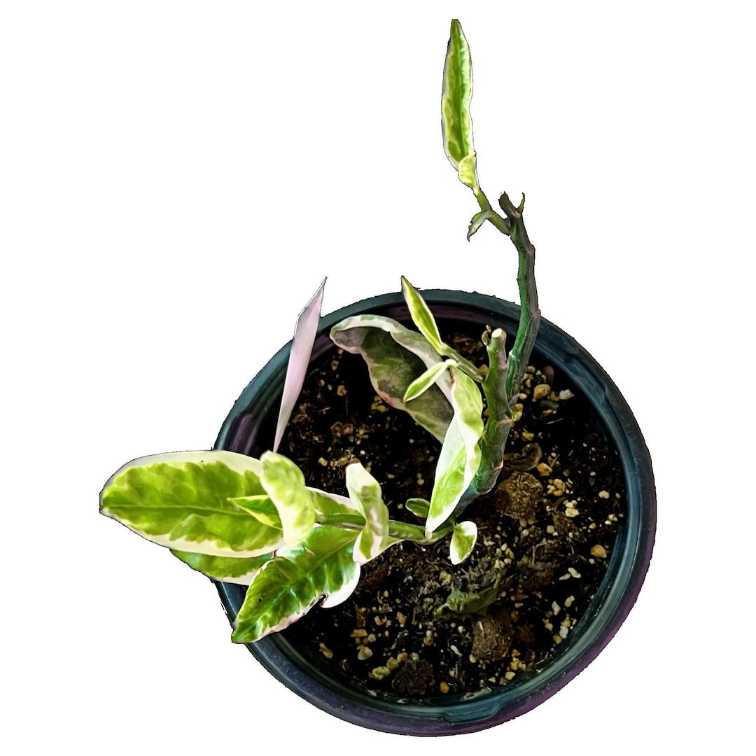 Devil's Backbone - Extra Large - Etsy