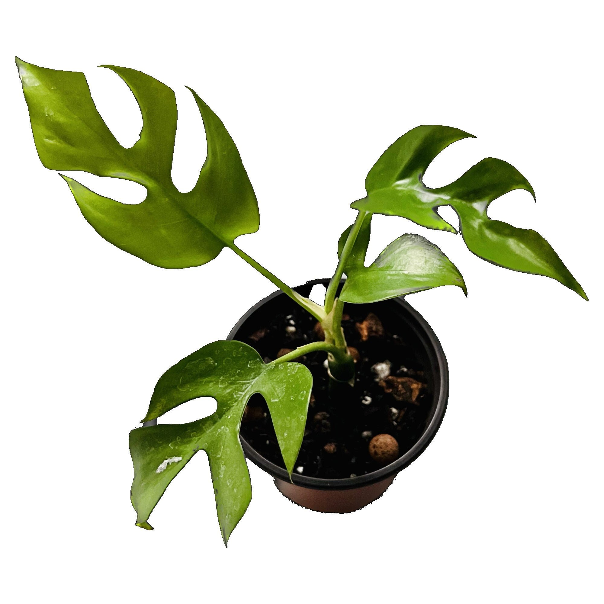 Mini Monstera Small - Etsy