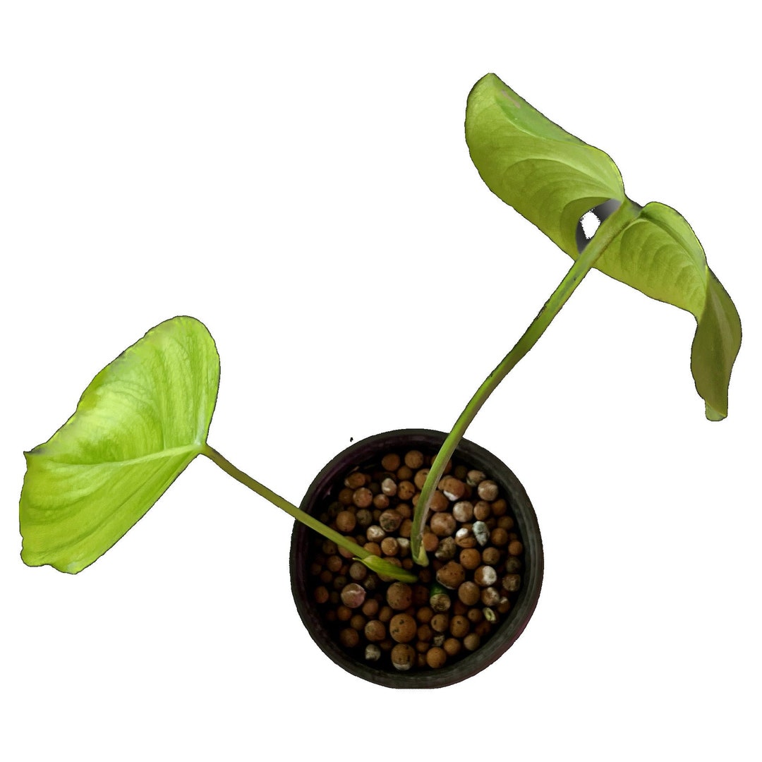 Monstera Deliciosa Medium - Etsy