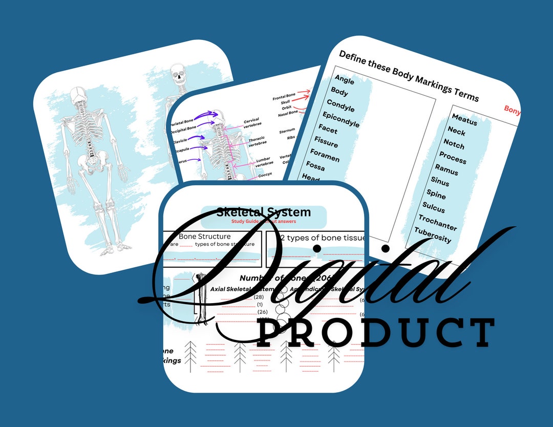 Skeletal System Basics Study Pack - Etsy