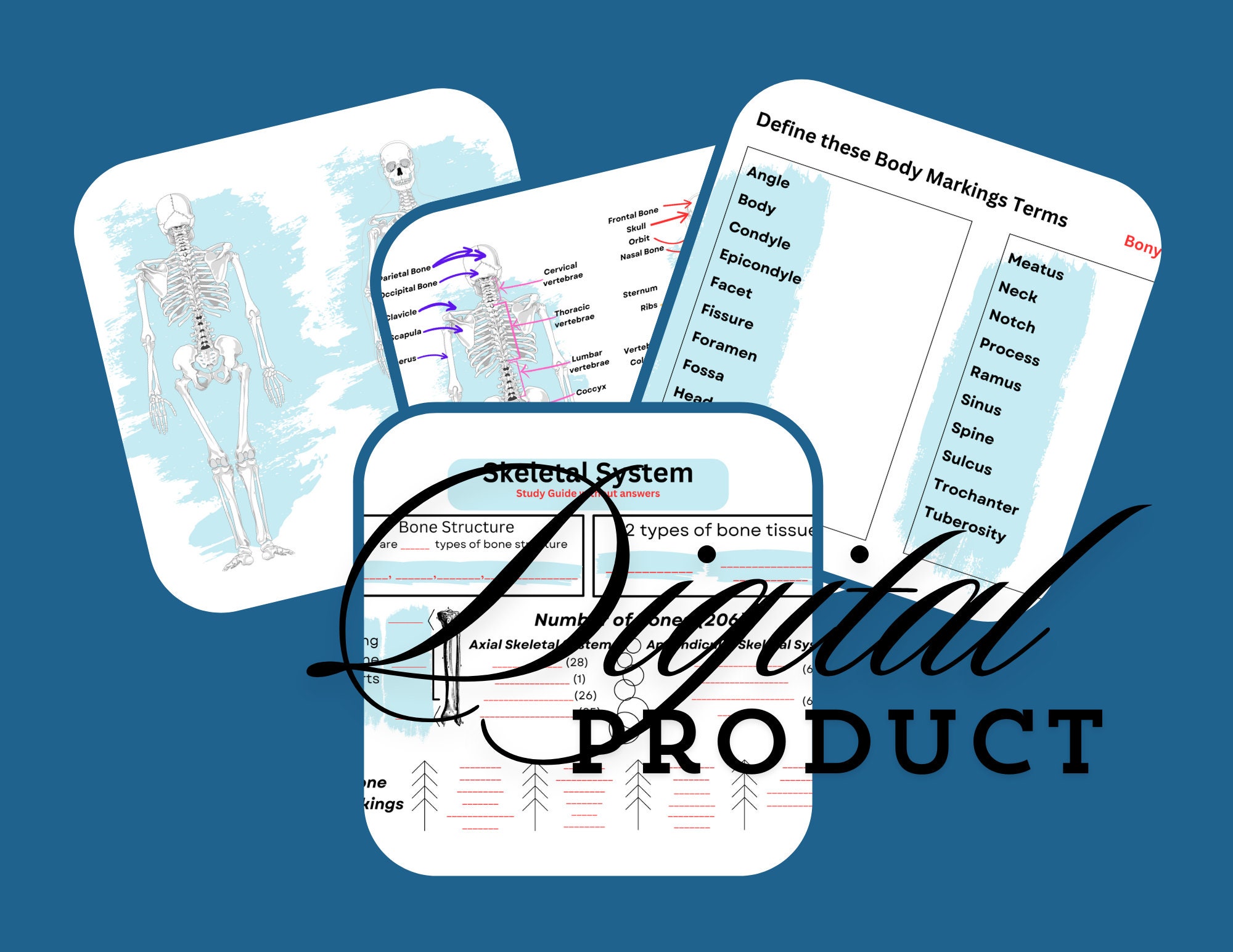 Skeletal System Basics Study Pack - Etsy