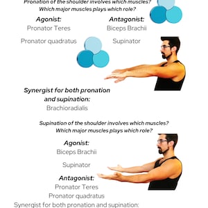 Kinesiology Full Package Basic, Upper and Lower Movement - Etsy
