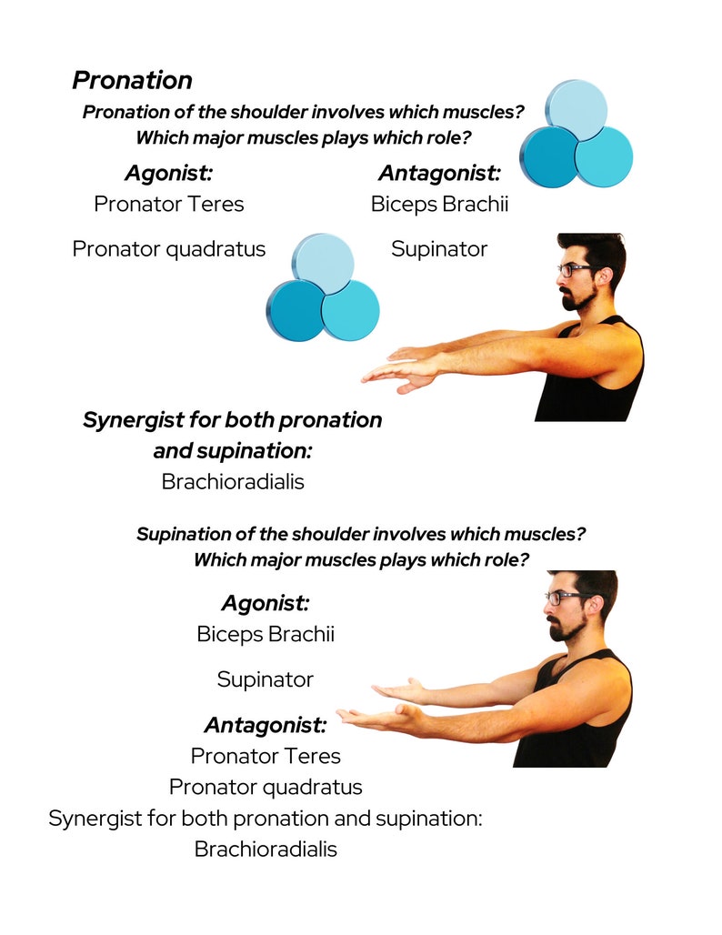Kinesiology Full Package Basic, Upper and Lower Movement - Etsy