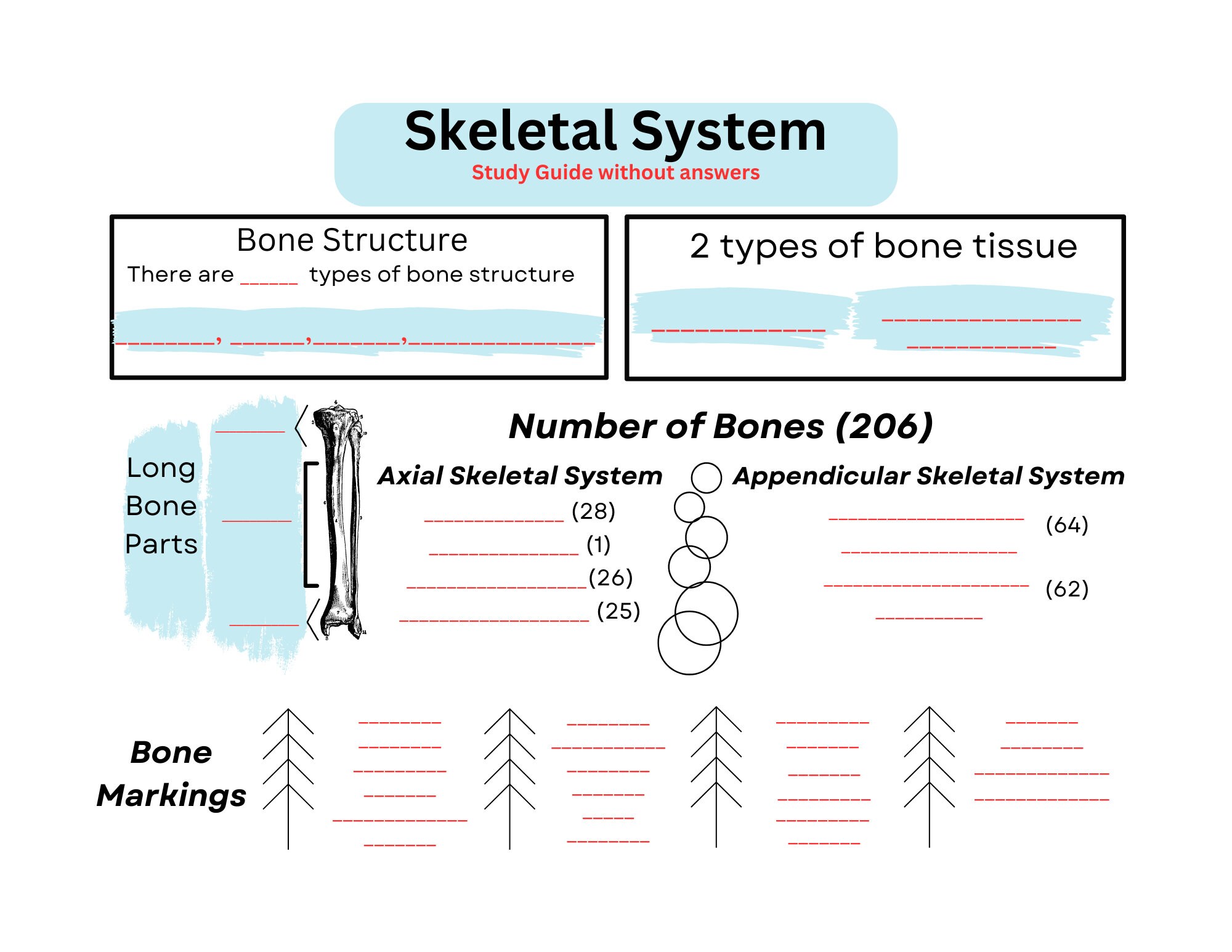 Skeletal System Basics Study Pack - Etsy