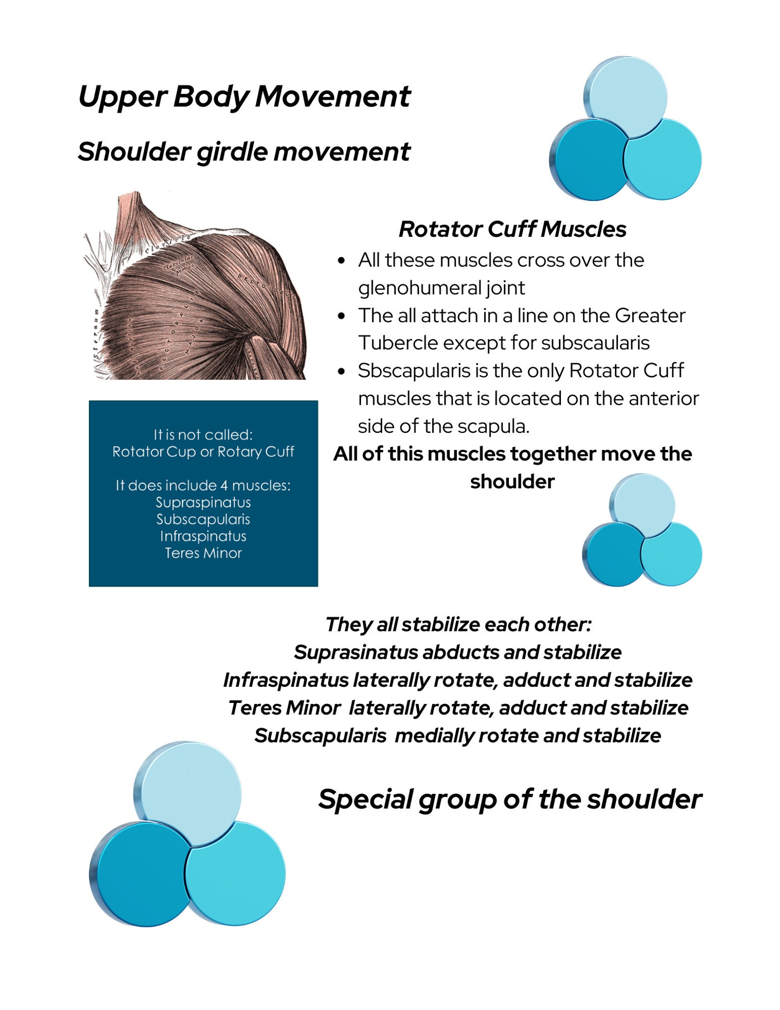 Kinesiology Full Package Basic, Upper and Lower Movement - Etsy