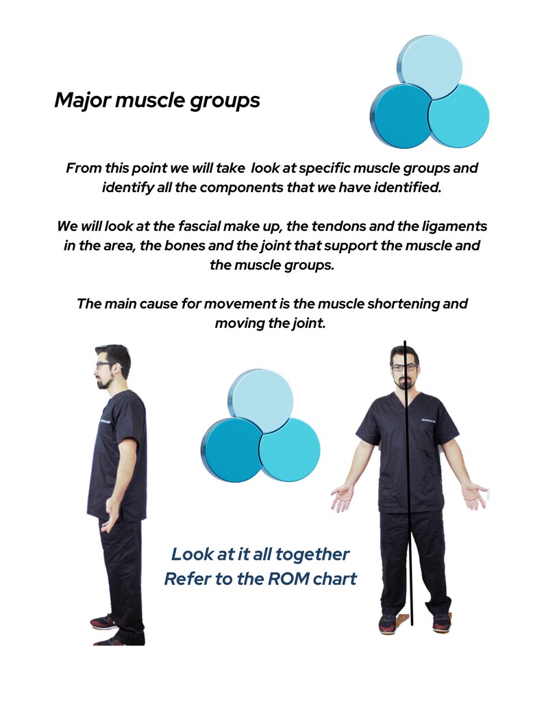 Learn Basic Kinesiology With These Digital Pages Full of Information on ...