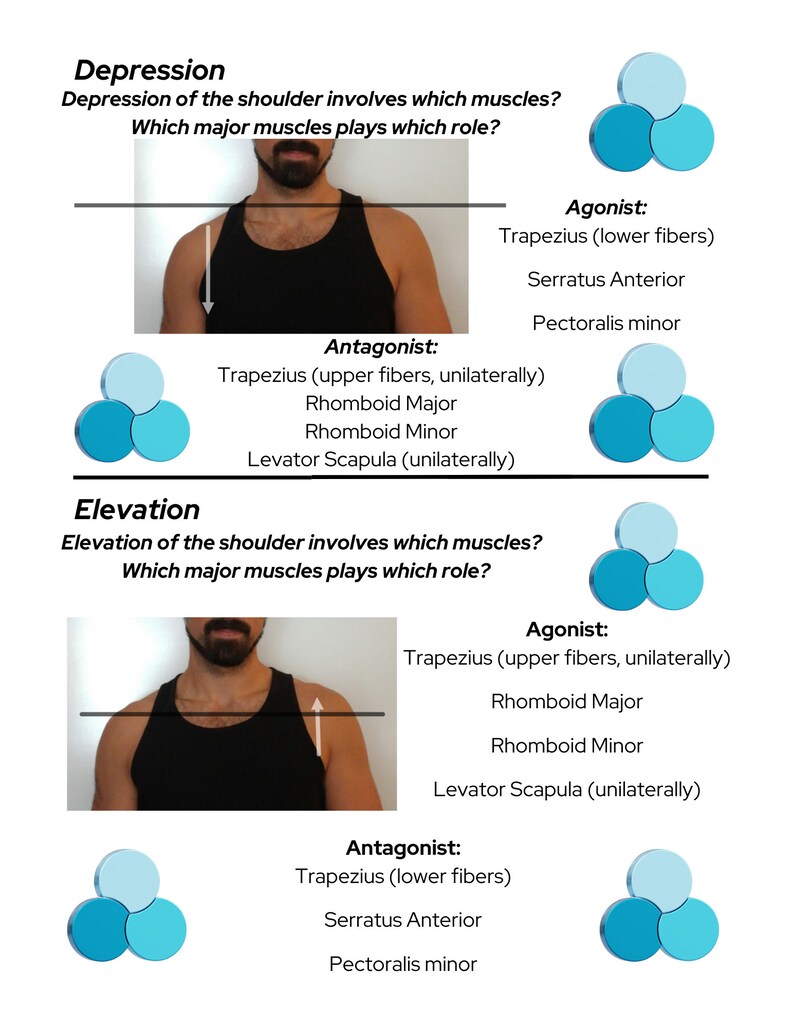 Kinesiology Full Package Basic, Upper and Lower Movement - Etsy