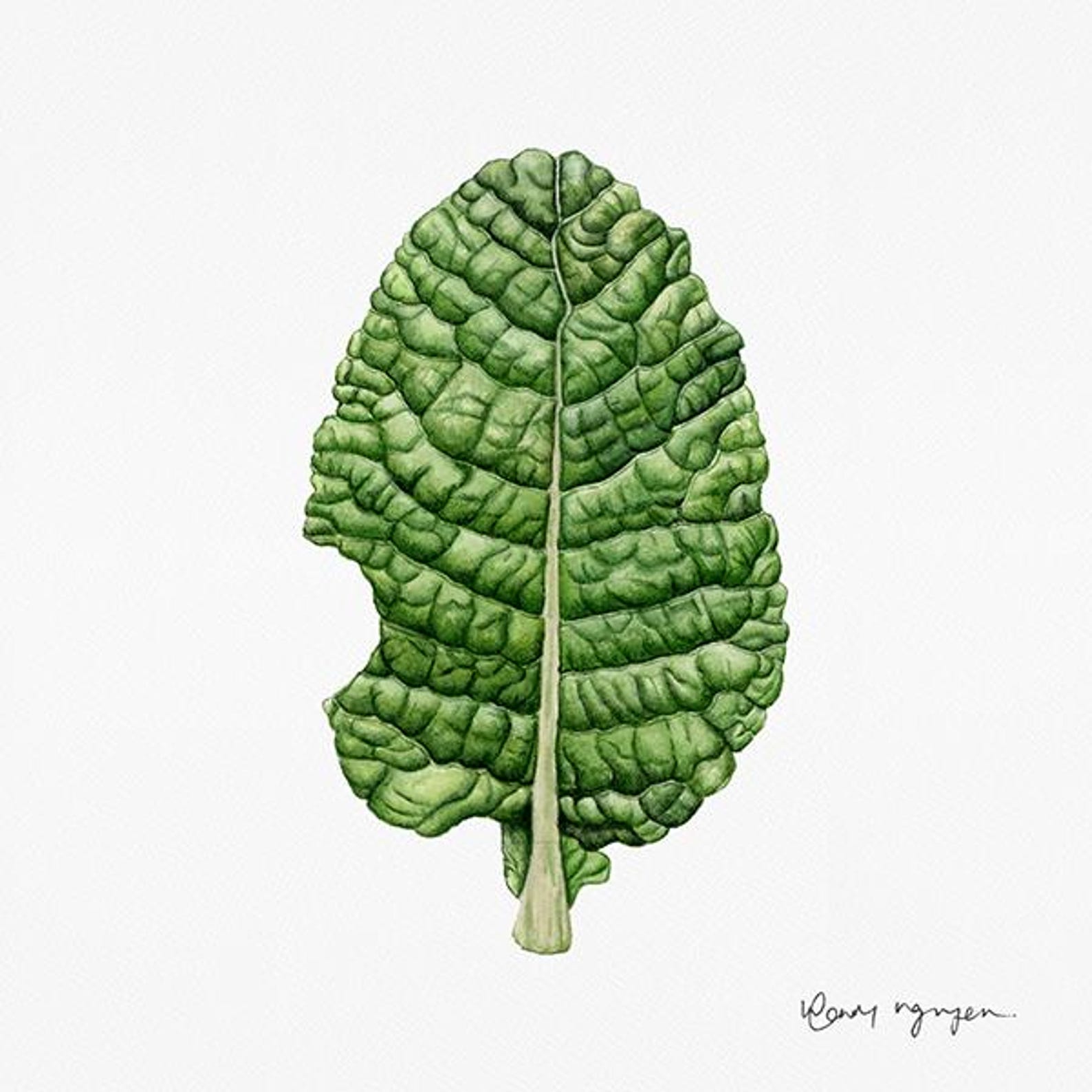 Primrose Leaf Wall Art Print White Background – Botanical Kitchen Decor ...