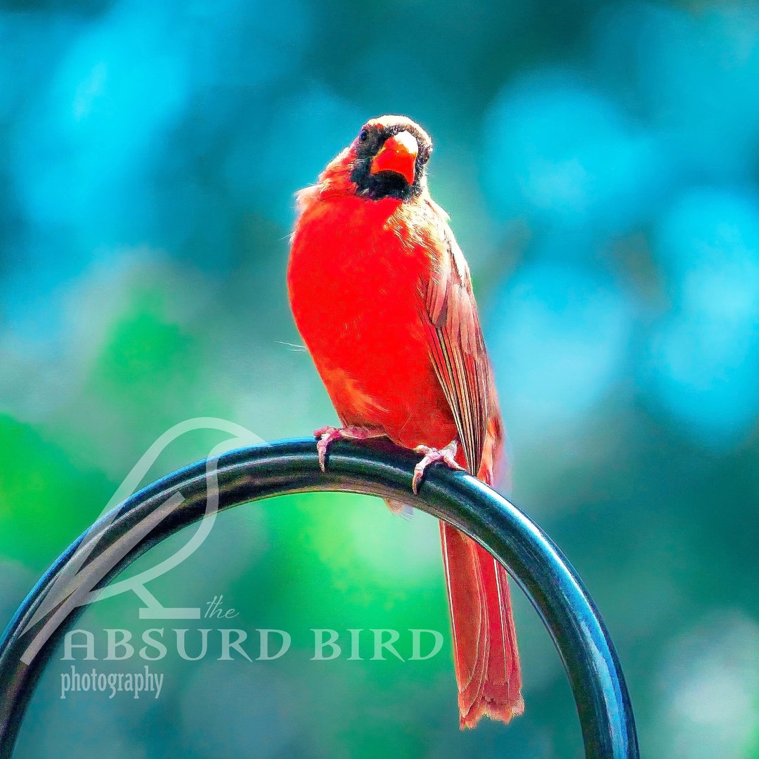 Bright Cardinal on a Shepherd's Hook Photographic Fine Art Print in ...
