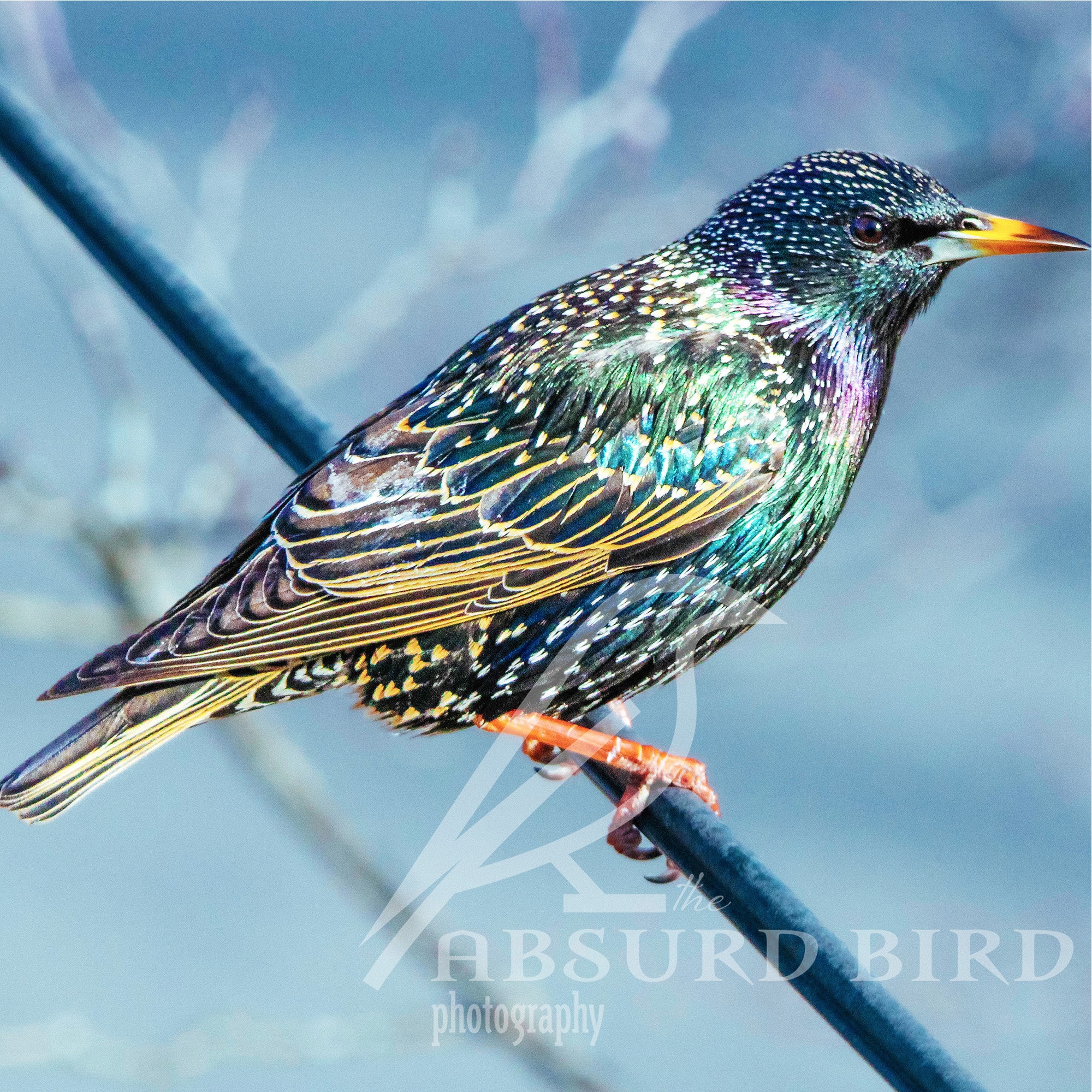 European Starling Flying