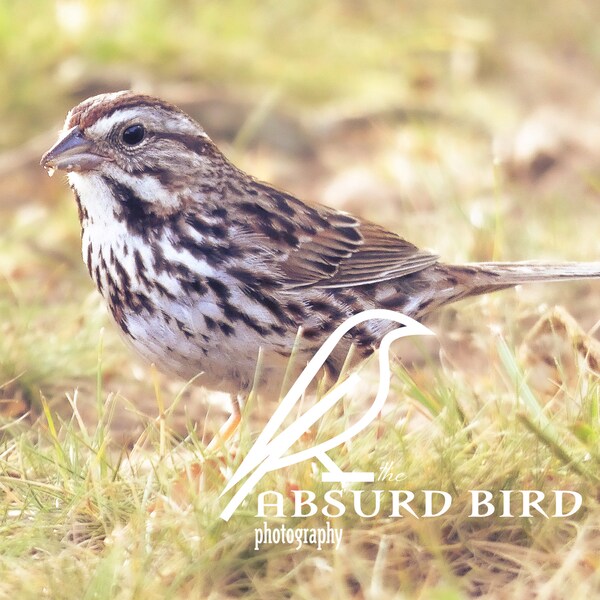 Song Sparrow - Etsy