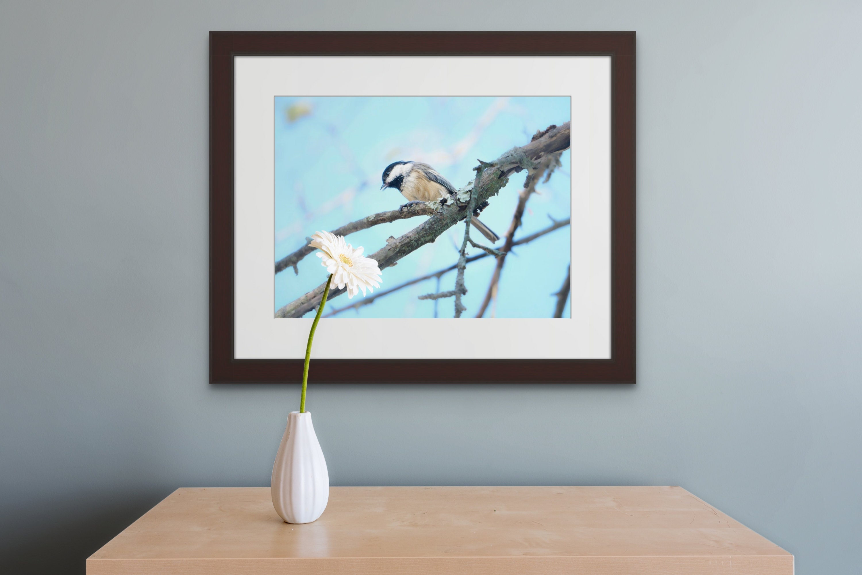 Black-capped Chickadee in Spring Photographic Fine Art Print Available ...