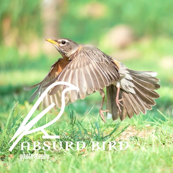 American Robin - Etsy