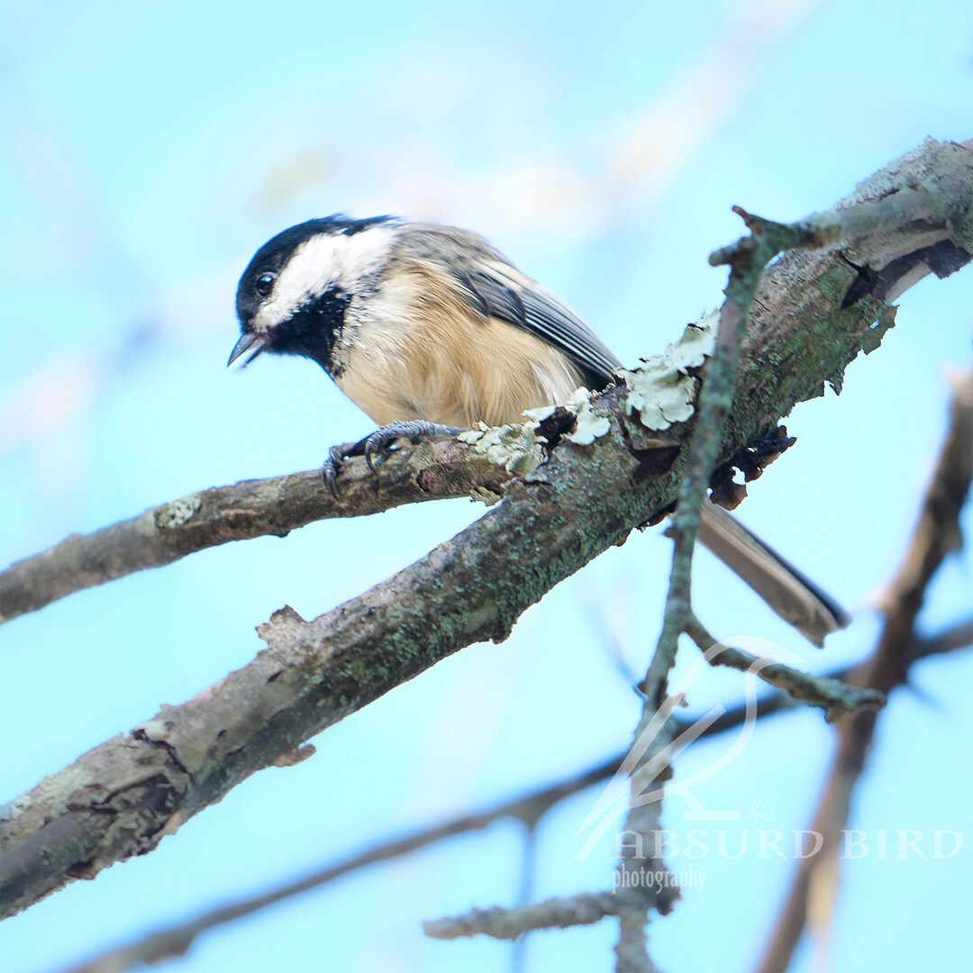 Black-capped Chickadee in Spring Photographic Fine Art Print Available ...