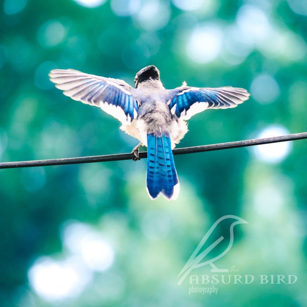 Blue Jay Wings - Etsy