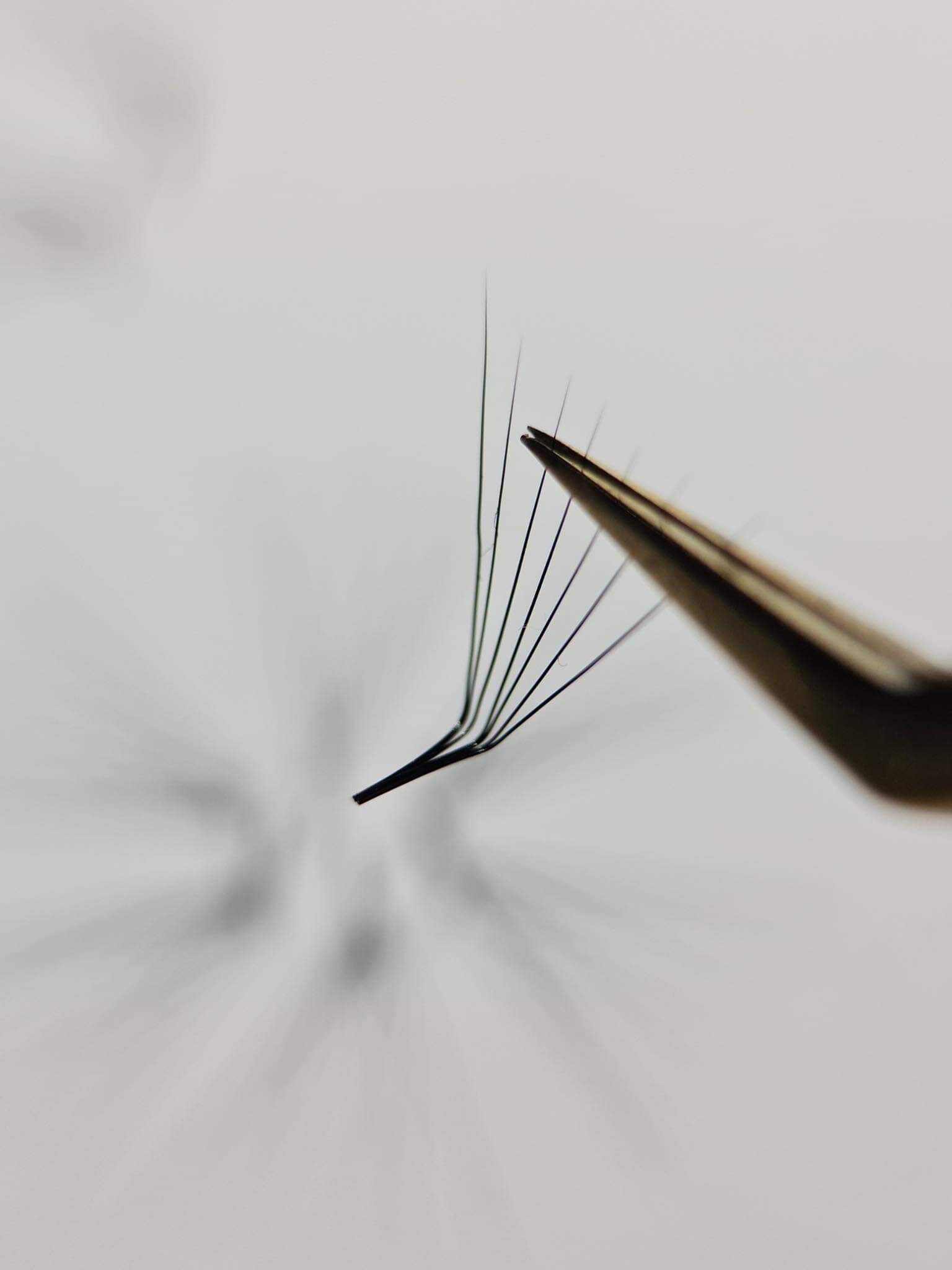 1200 Fans 8 Sizes in 1 Box L Curl - Etsy